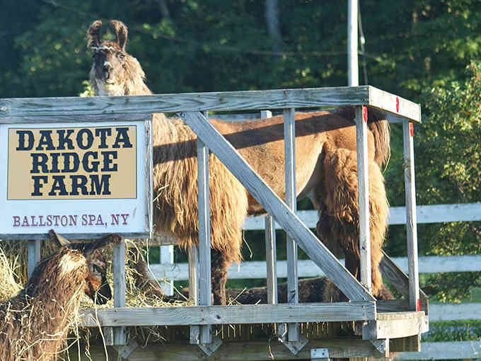 The farm's sign gets photobombed by a curious llama, because apparently even the livestock here understands the importance of branding.