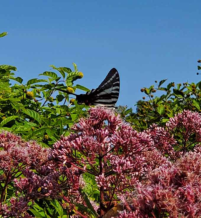 When butterflies pose this perfectly on wildflowers, you know Mother Nature is showing off just for you.