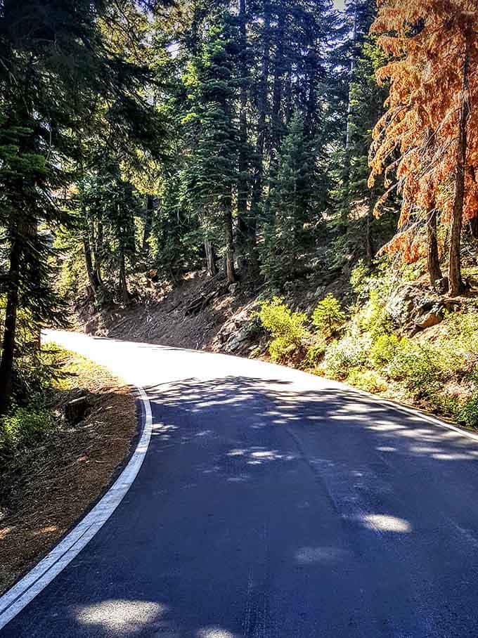 Sunlight filters through the trees, illuminating a path that promises adventure without requiring a passport or phrasebook.