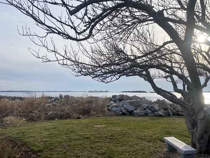 A solitary tree standing guard over the shoreline, having mastered the art of looking contemplative better than most humans ever will.