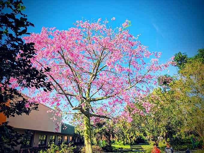 Pink trumpet trees explode with color against blue skies, creating the kind of view that makes cameras jealous.
