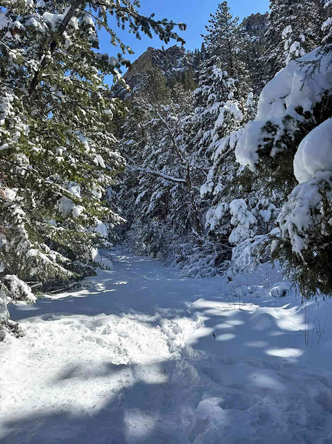 Fresh snow transforms the familiar path into a winter wonderland straight out of a Currier and Ives print.