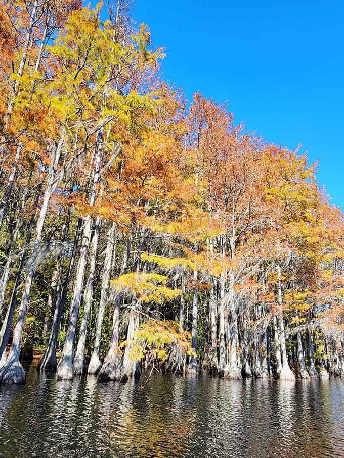 Autumn transforms the cypress trees into nature's own fireworks display, no loud noises or traffic jams required here.