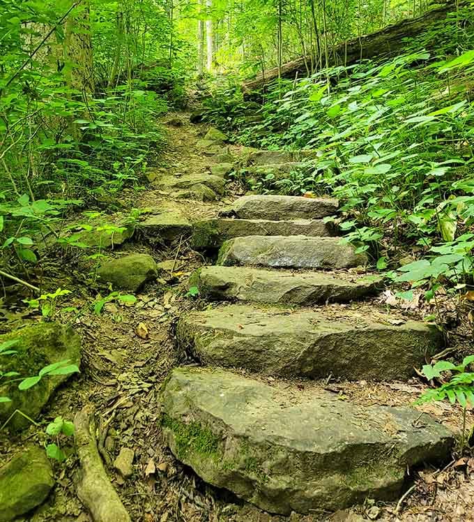 These ancient stone steps climb upward through ferns and moss, each one placed by hand decades ago still standing strong.