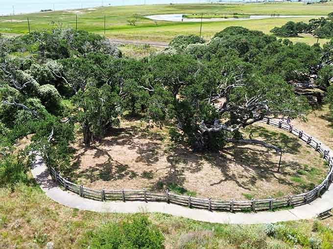 From above, The Big Tree's canopy spreads like nature's umbrella, protecting this spot for another thousand years.