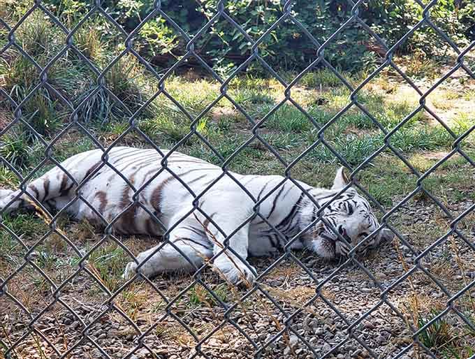 Even apex predators need their beauty sleep. This white tiger has mastered the art of the afternoon nap.