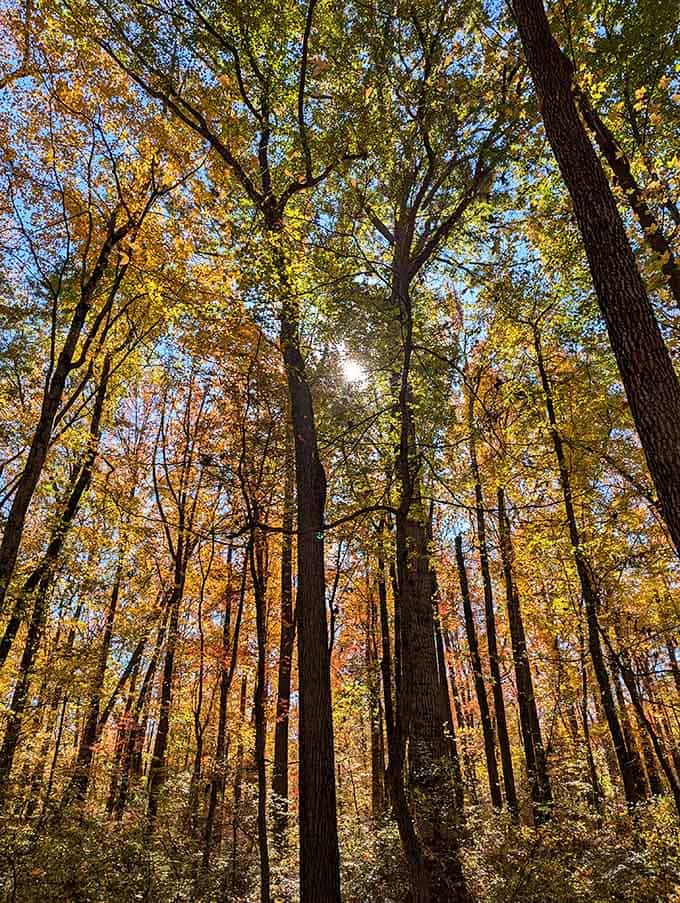 Sunlight filters through the towering canopy like nature's own stained glass, illuminating why forests have inspired poets for millennia.