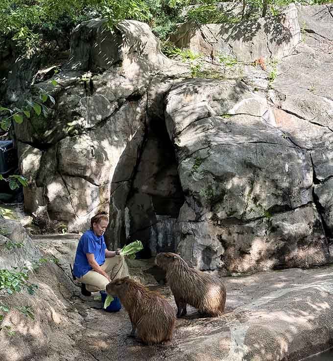 Feeding time with the capybaras proves that zookeepers have the coolest office environment around town.