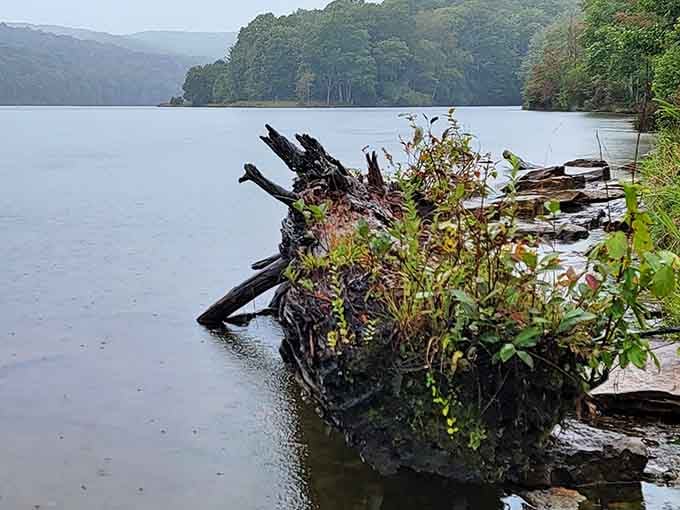 This weathered trunk has more character than most reality TV stars and infinitely better stories to tell.