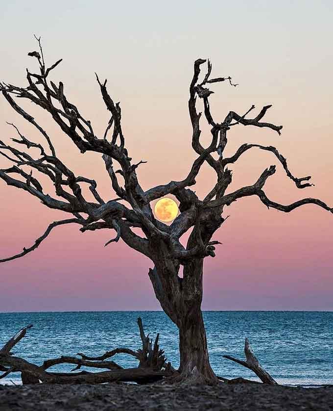 The moon framed perfectly in bleached driftwood proves that sometimes the universe just shows off for no reason.