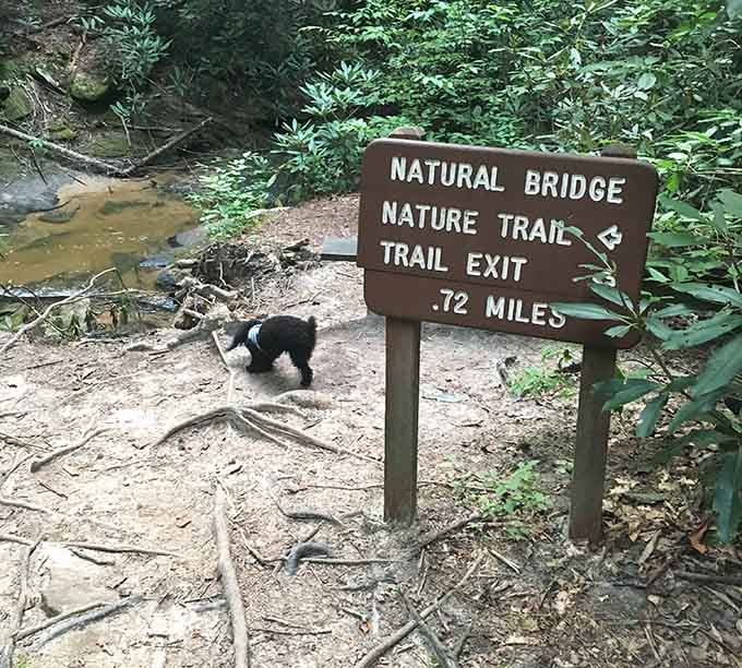 Trail markers keeping you on track, because getting lost is only fun in the movies.