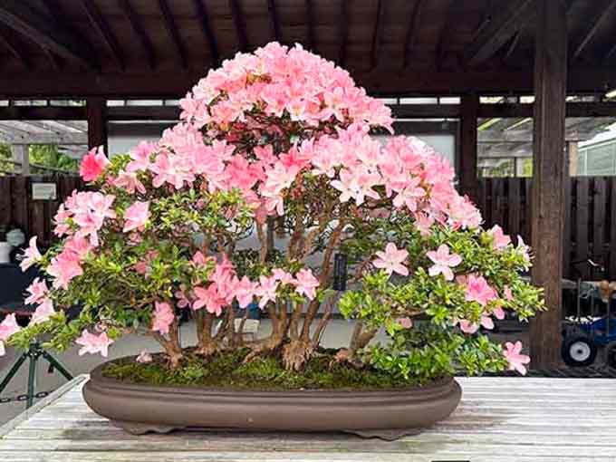 Delicate pink petals that make you understand why people write poetry about flowers and springtime.