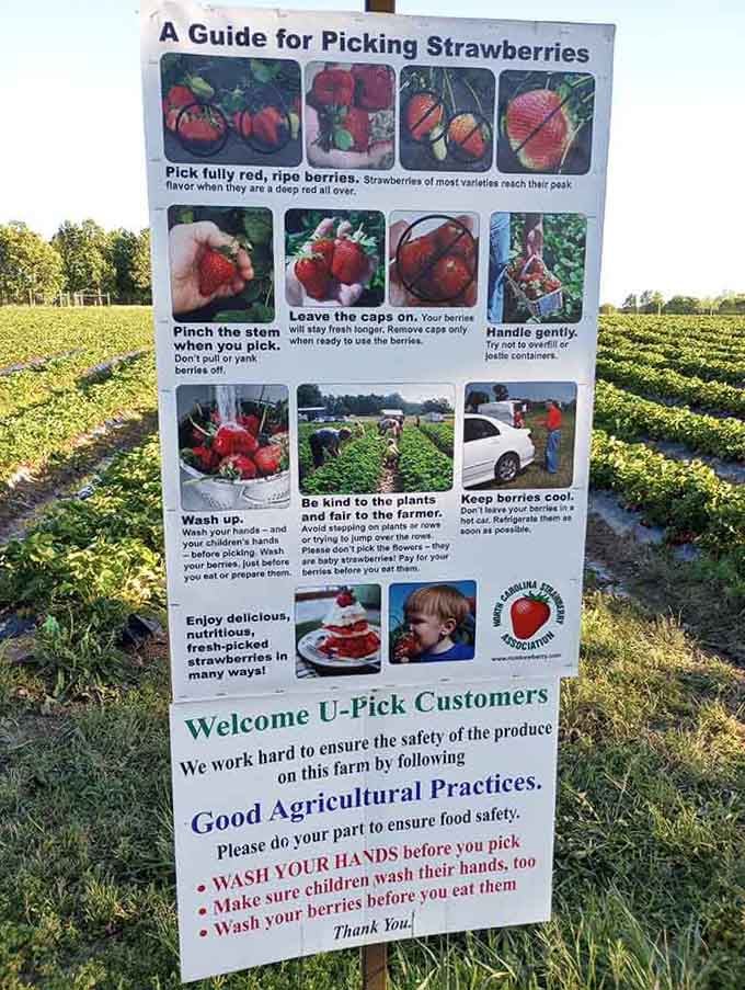 Helpful picking instructions ensure even first-timers leave with perfect berries and newfound agricultural confidence.