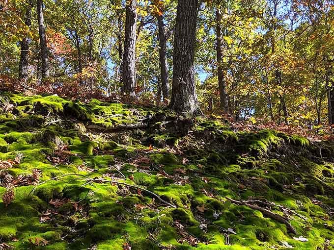 The moss-covered forest floor surrounding the beach area looks like something from a fairy tale book.