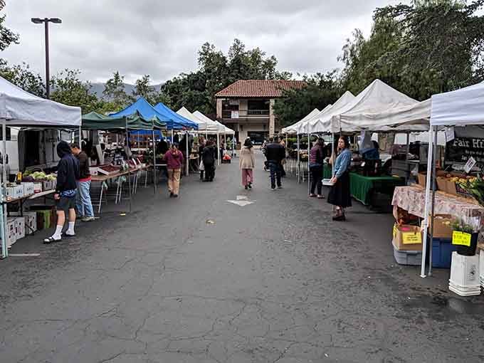 Sunday farmers market brings together fresh produce and friendly locals, creating community one organic tomato at a time.