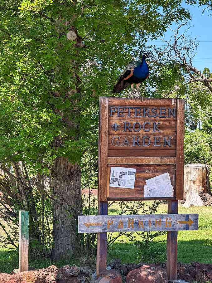 The welcoming sign promises "Rarities" and delivers on that promise with a peacock photobombing from above, naturally.