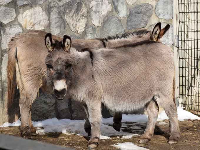 These friendly donkeys greet visitors with curious expressions, proving that farm animals deserve just as much attention as exotic species.