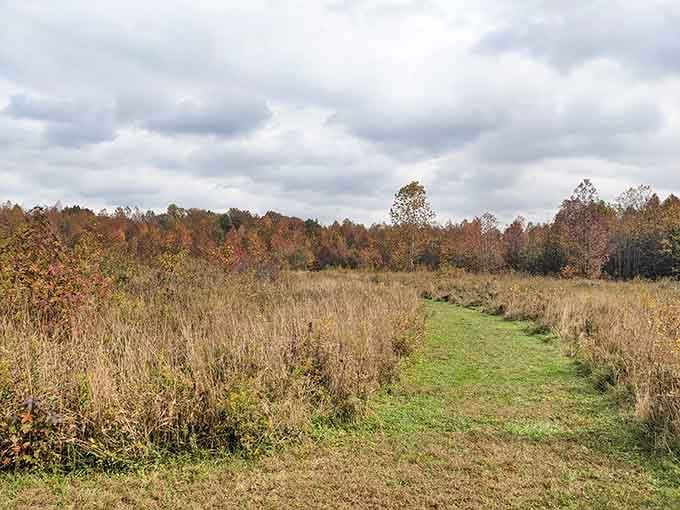 Fields and forests meeting like old friends, creating landscapes that remind you why New Jersey's actually gorgeous.