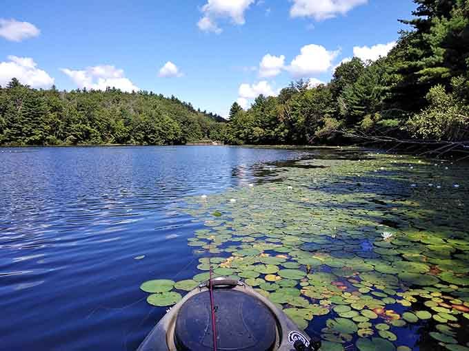 Kayak perspective revealing lily pads up close, where dragonflies conduct their daily aerial acrobatics show beautifully.