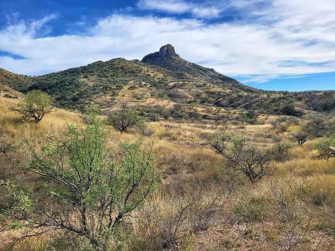 Golden grasslands sweep toward distant peaks, the wilderness patiently waiting to complete its work of total reclamation here.