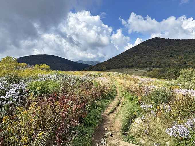 The path ribbons through golden grasses toward distant peaks, practically begging you to lace up those hiking boots.