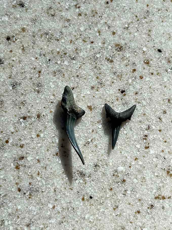 Jackpot! These dark triangular beauties are exactly what you came here to find and take home.