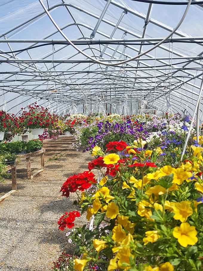 A greenhouse bursts with vibrant blooms proving this market sells everything from nostalgia to natural beauty itself.
