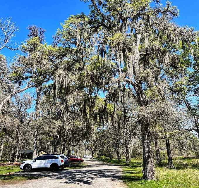 Spanish moss drapes from the trees like nature's own chandelier, creating a scene straight from a Southern Gothic novel.