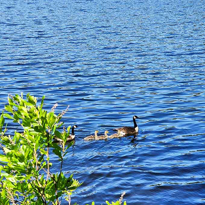 A goose family glides across the blue water in perfect formation, demonstrating better organization than most human commutes.