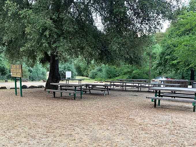 Shaded picnic areas under ancient oaks, where the only thing on your schedule is absolutely nothing.