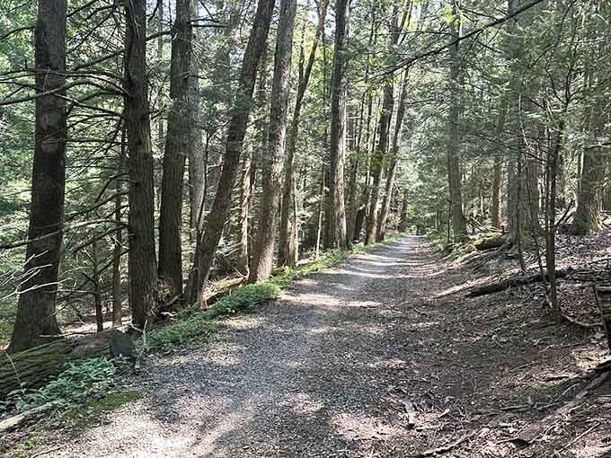 Towering trees create a natural cathedral along this peaceful trail, perfect for contemplative walks alone.