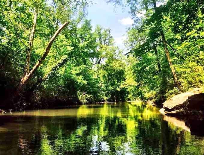 Summer's lush canopy transforms the creek into a green tunnel that feels like nature's own cathedral.