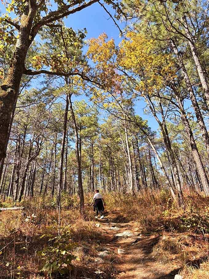 Golden canopy overhead frames the wanderer ahead, walking into a postcard that somehow became wonderfully real.