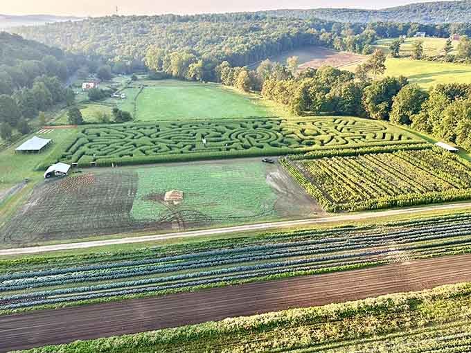 An aerial view revealing the full scope of this agricultural wonderland, where corn mazes and sunflower fields create edible art.