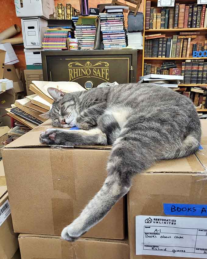 Quality control supervisor ensuring all incoming inventory meets the highest standards of napping comfort.