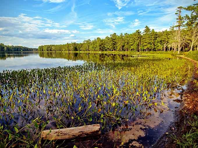 Summer morning by the lake offer views that cost absolutely nothing but feel priceless anyway.