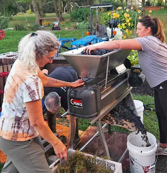 Harvest time means getting hands dirty with grape processing equipment, turning fruit into the magic that fills those bottles later.