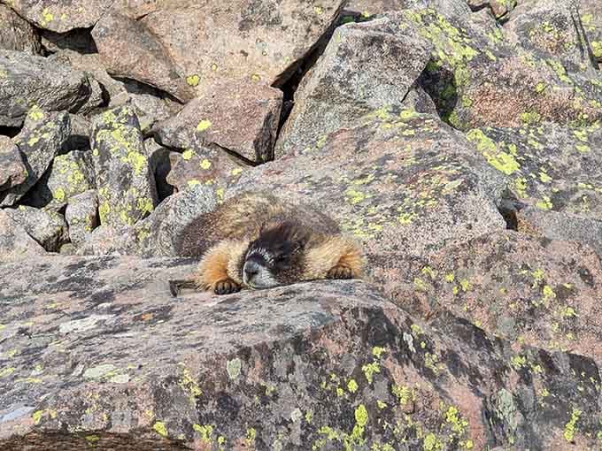 Marmots sunbathe on lichen-covered rocks, living their best life while judging your hiking pace.