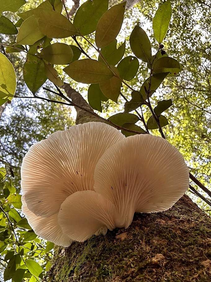 This delicate shelf mushroom fans out like fine china, proving the forest floor has impeccable taste.