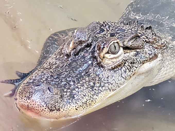 Alligators floating motionless make you wonder if they're sleeping or plotting something decidedly less peaceful.
