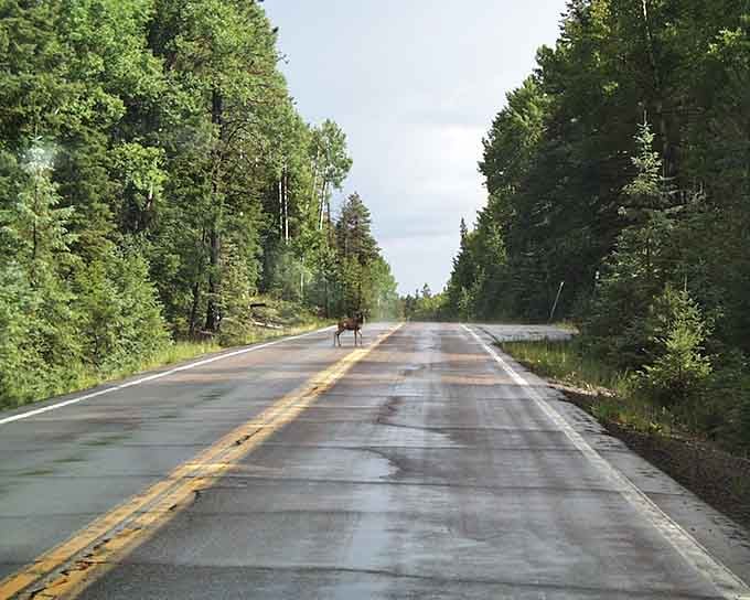 Wildlife crossings are a regular occurrence here, so keep your eyes peeled and camera ready always.