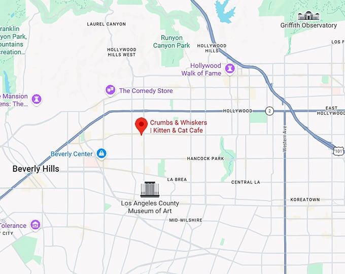 16. crumbs & whiskers kitten & cat cafe map