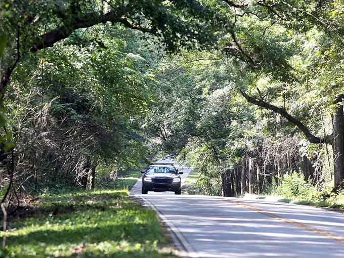 Nature's cathedral welcomes you with arching branches overhead, creating the perfect tunnel of green tranquility.