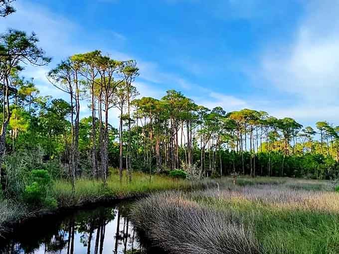Towering pines reflected in still waters create a coastal sanctuary where nature whispers its oldest secrets.