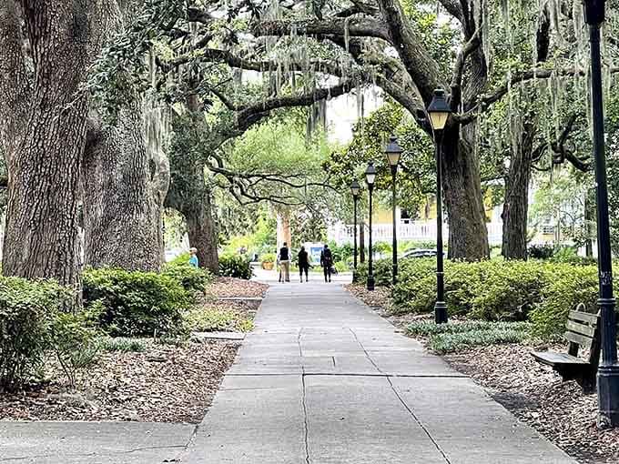 Spanish moss drapes these ancient oaks like nature's own curtains, creating the perfect shaded pathway for morning strolls.