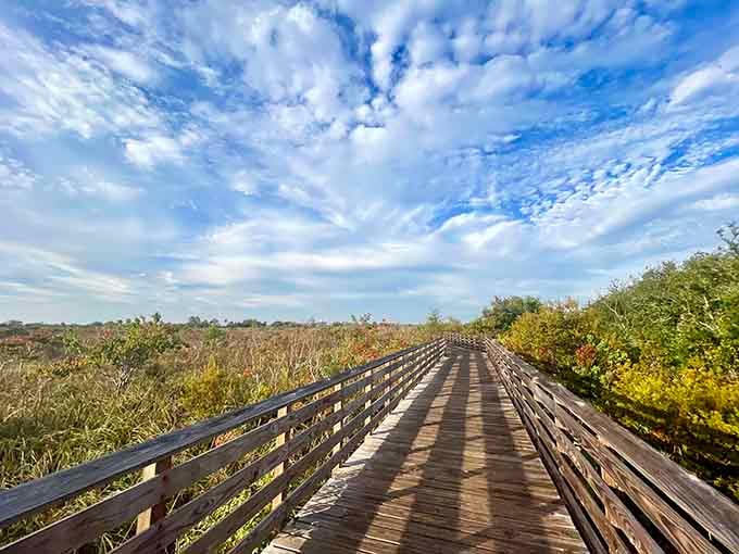 That sky looks like nature's showing off, painting clouds in swirls above this peaceful boardwalk through the wetlands.