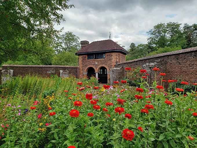 Those crimson blooms against weathered brick walls create a scene straight from an English countryside estate.