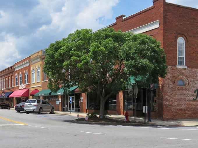 That magnificent tree provides shade for downtown McCormick like nature's own air conditioning system for shoppers below.