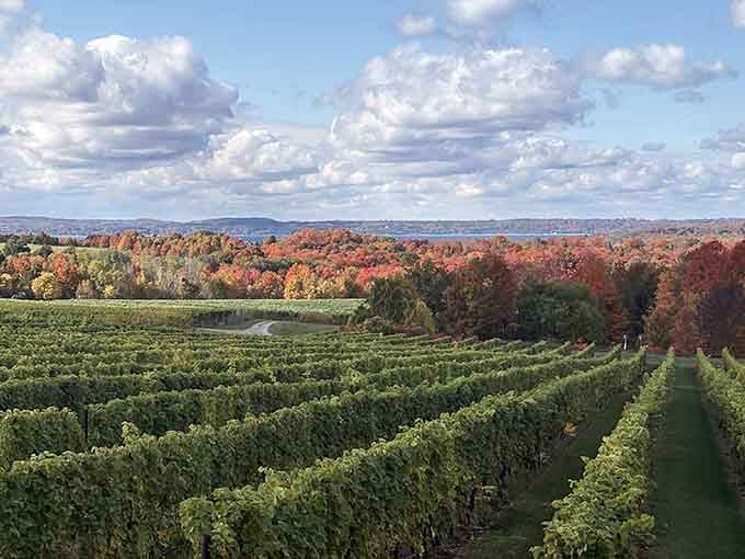 Fall colors exploding behind endless vineyard rows&mdash;this is what happens when nature shows off for wine lovers.