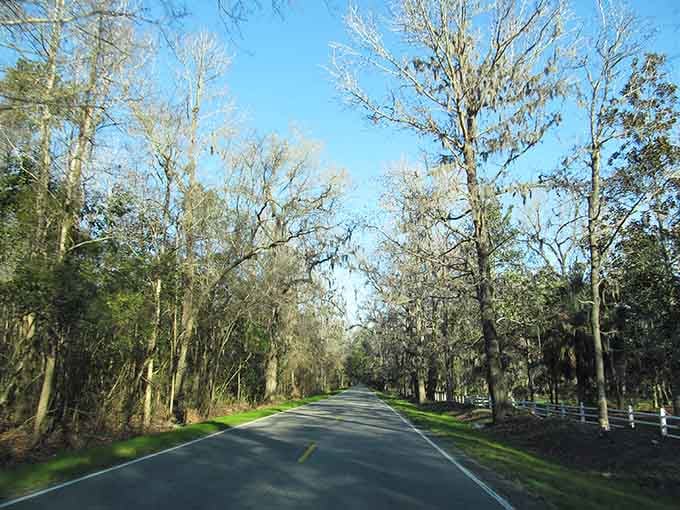 Winter sunlight filters through bare branches along this historic route, painting shadows that dance across pristine pavement.